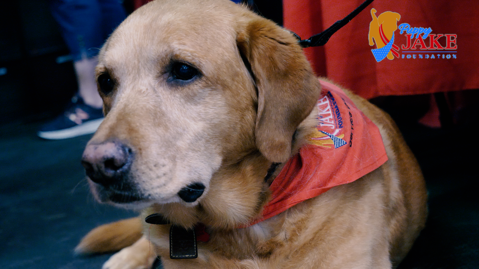Puppy Jake Foundation - Connecting veterans and service dogs