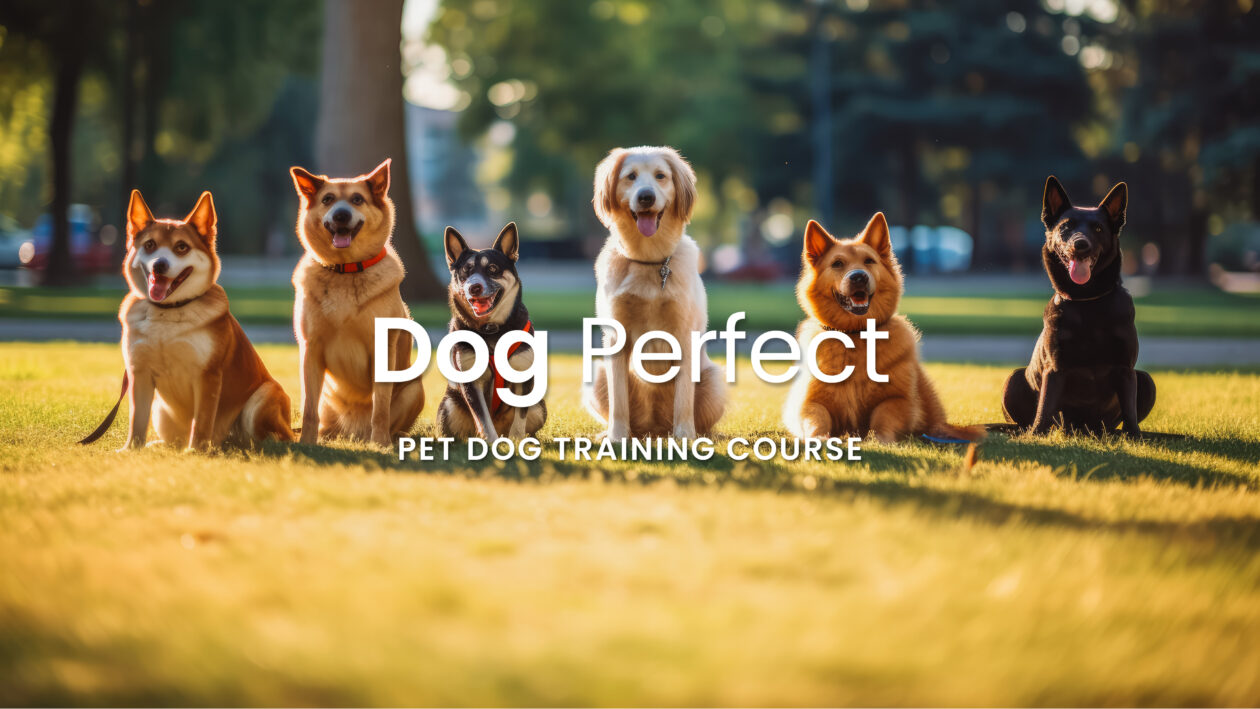 Puppy Jake Foundation - Connecting veterans and service dogs