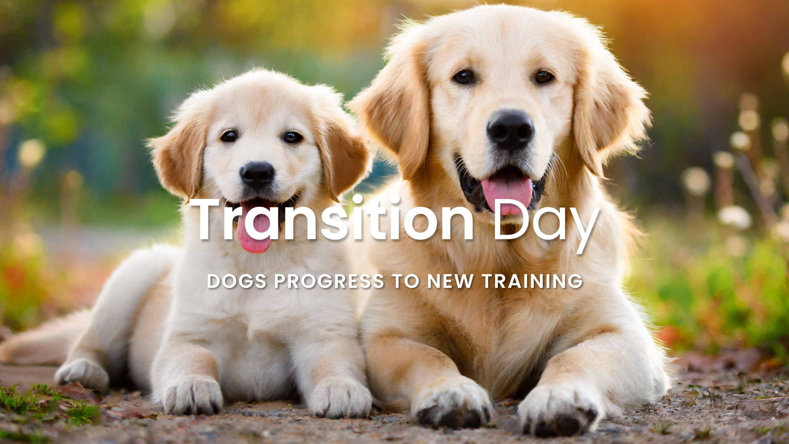 Puppy Jake Foundation - Connecting veterans and service dogs