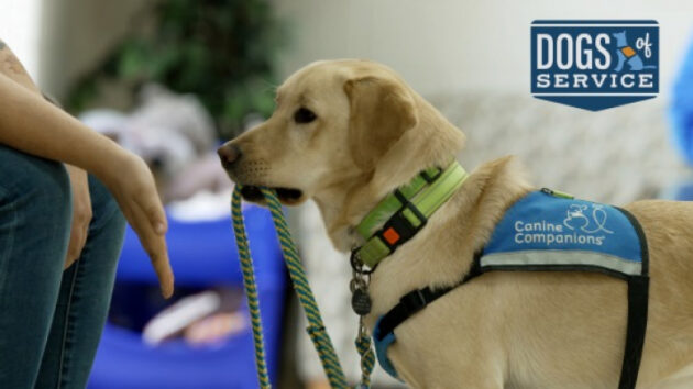 Puppy Jake Foundation - Connecting veterans and service dogs